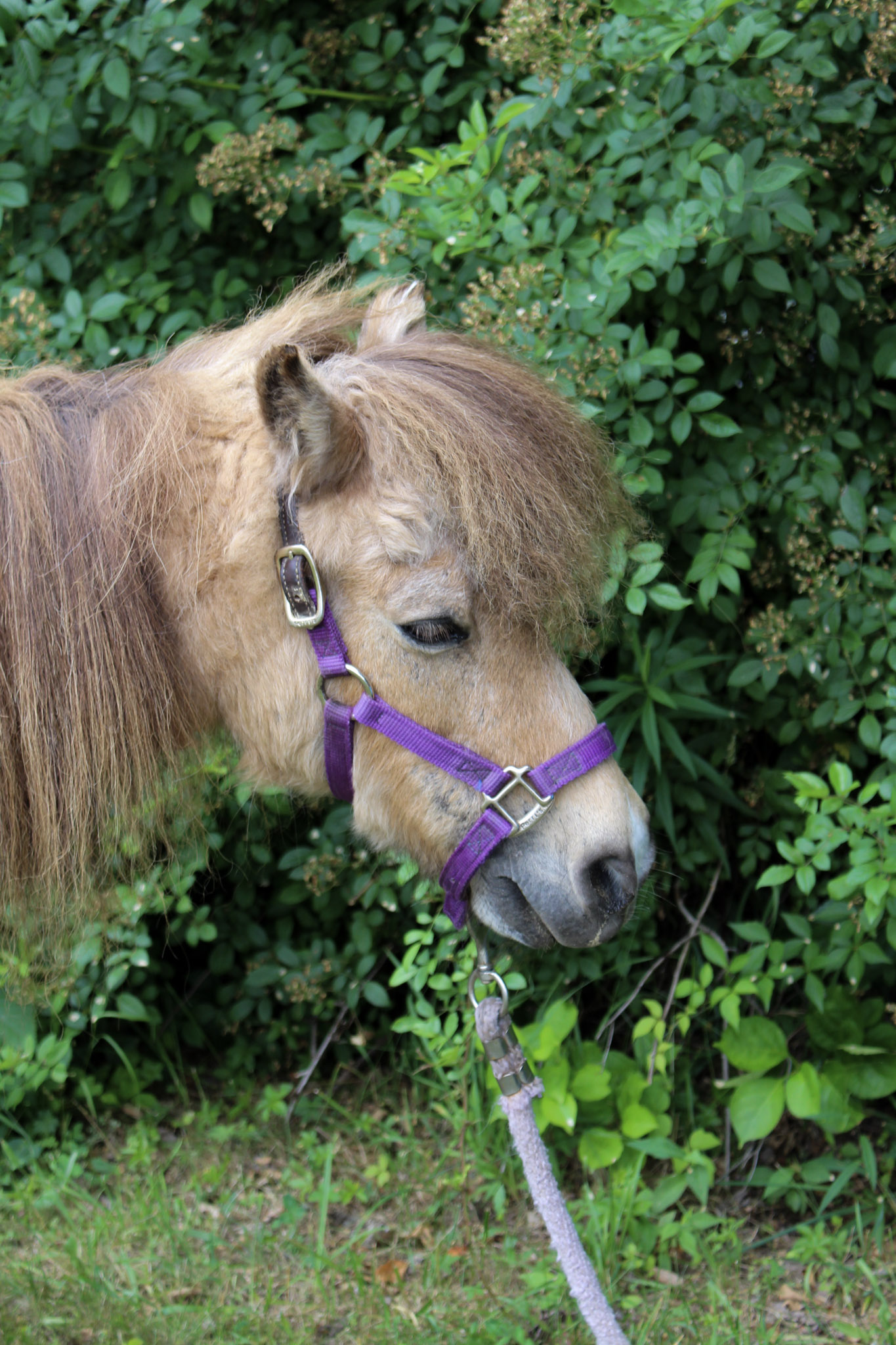 Our Herd – Winslow Therapeutic Center