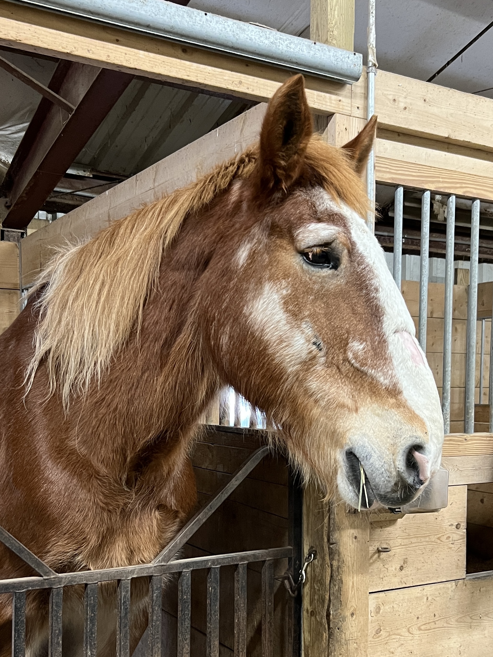 Our Herd – Winslow Therapeutic Center