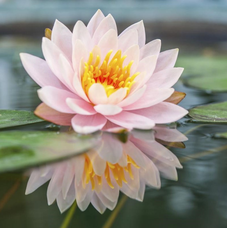 Wellness At Winslow – Winslow Therapeutic Center